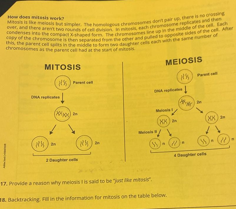 Solved: LEVEL 3: SYNTHESIS/EVALUATIONEVOLUTION CONNECTIONThe re